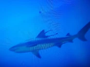 Northern River Shark | NatureRules1 Wiki | Fandom