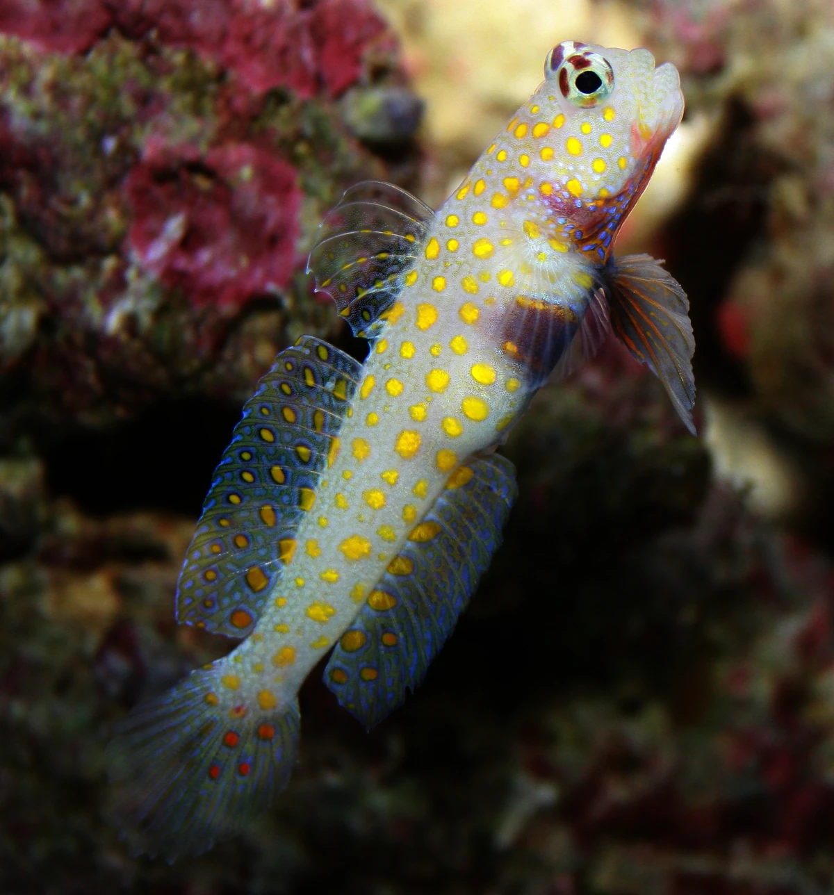 Spotted Prawn Goby | NatureRules1 Wiki | Fandom