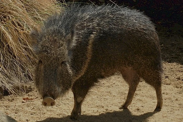 Chacoan Peccary | NatureRules1 Wiki | Fandom