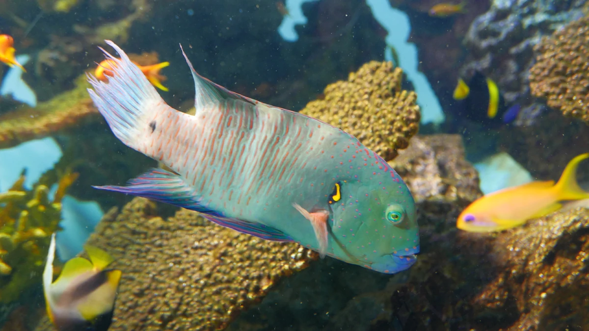 Broomtail Wrasse | NatureRules1 Wiki | Fandom