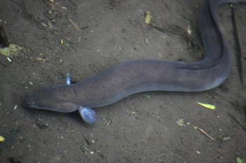 Short-finned Eel | NatureRules1 Wiki | Fandom