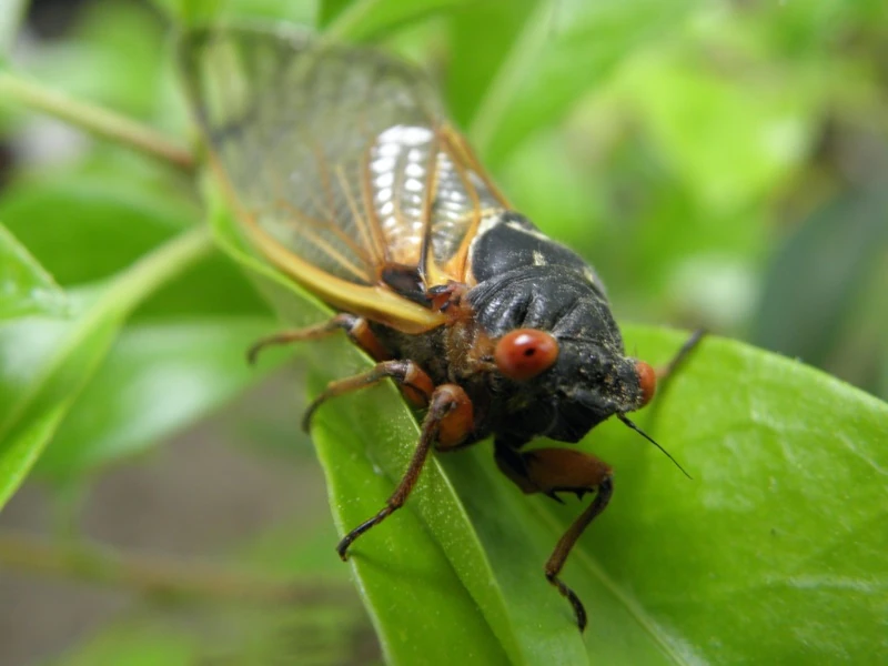 Category:Cicadas | NatureRules1 Wiki | Fandom