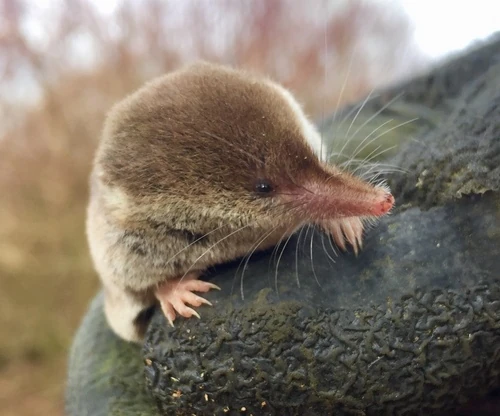 North American Least Shrew | NatureRules1 Wiki | Fandom