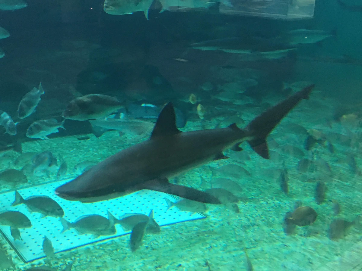 Silky Shark | NatureRules1 Wiki | Fandom