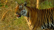 Bengal Tiger | NatureRules1 Wiki | Fandom
