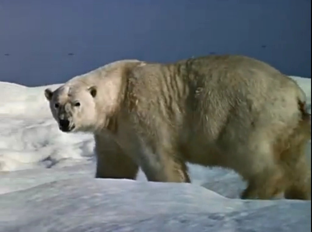 White | NatureRules1 Wiki | Fandom