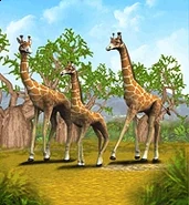 Giraffe | NatureRules1 Wiki | Fandom