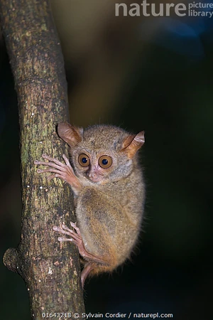 Spectral Tarsier