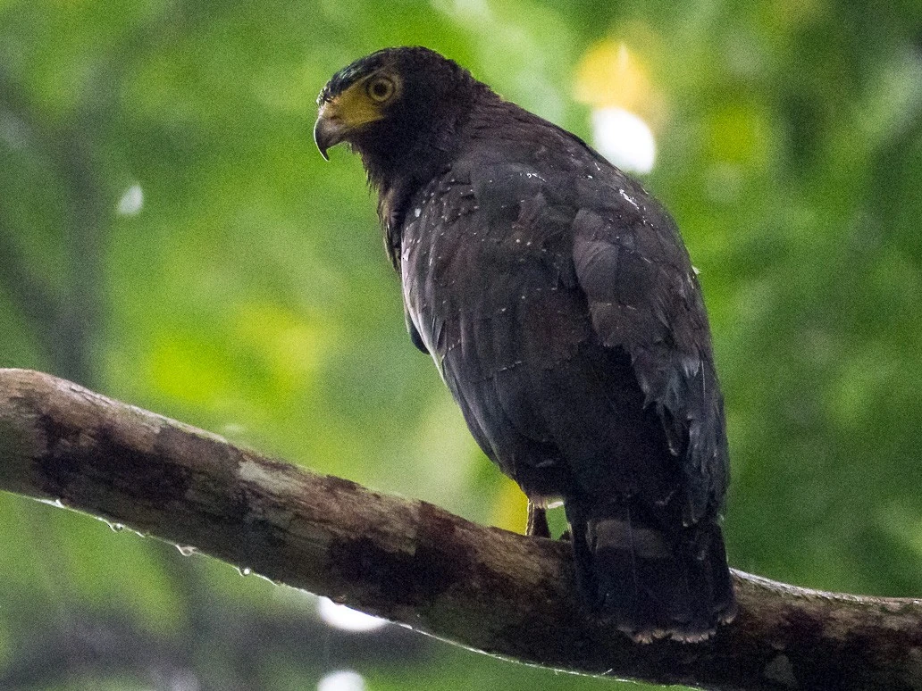 Andaman Serpent Eagle | NatureRules1 Wiki | Fandom