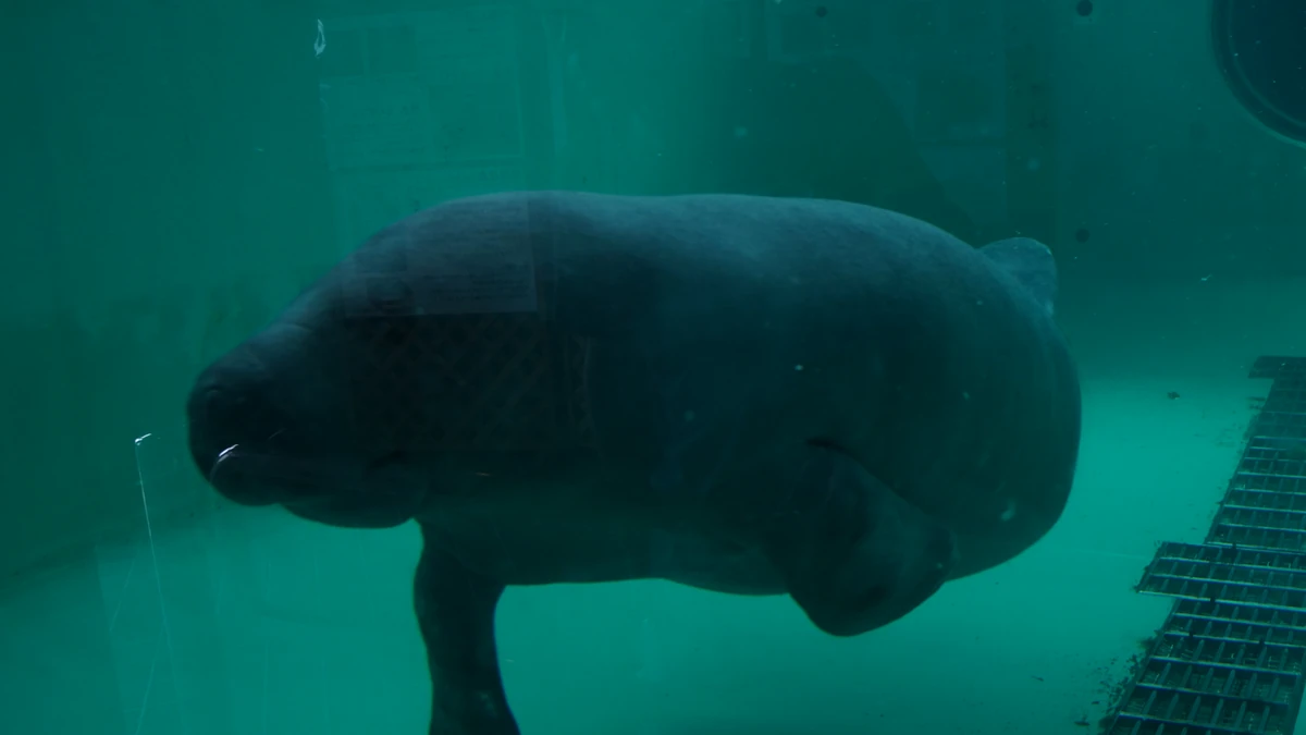 Antillean Manatee | NatureRules1 Wiki | Fandom
