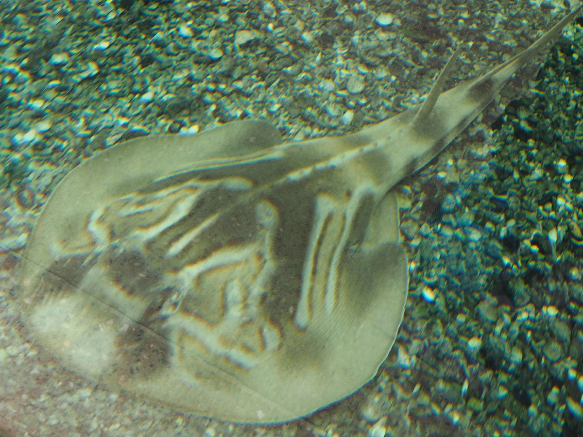 Eastern Fiddler Ray | NatureRules1 Wiki | Fandom