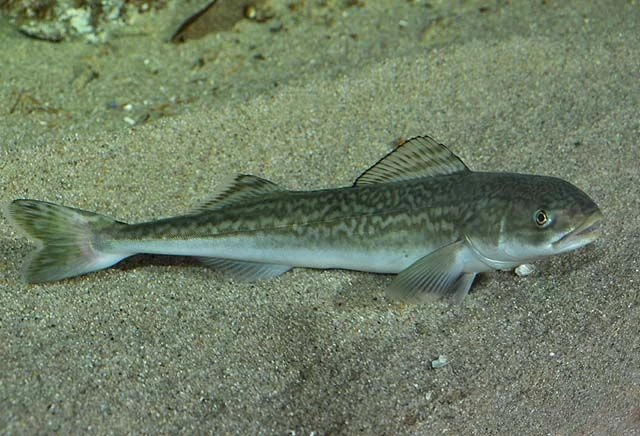 Sablefish | NatureRules1 Wiki | Fandom