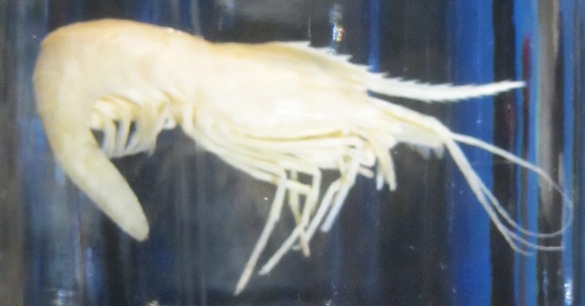 Deep-Sea Blind Shrimp | NatureRules1 Wiki | Fandom