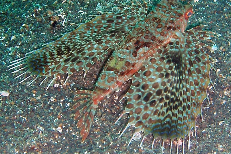 Spotwing Flying Gurnard | NatureRules1 Wiki | Fandom