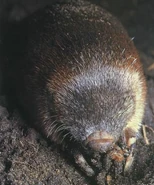 Grant's Golden Mole | NatureRules1 Wiki | Fandom