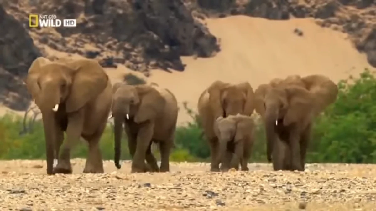 199 Zoo Animals | NatureRules1 Wiki | Fandom