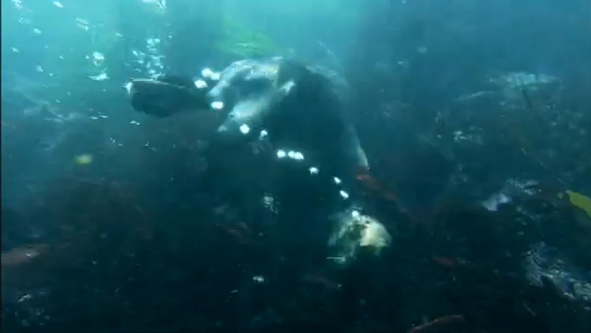 Sea Otters | NatureRules1 Wiki | Fandom