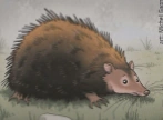 Greater Hedgehog Tenrec | NatureRules1 Wiki | Fandom