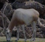 Scimitar-horned Oryx | NatureRules1 Wiki | Fandom
