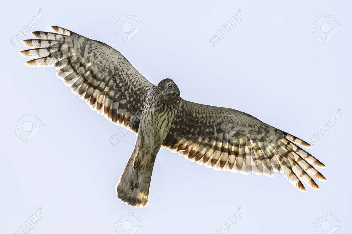 Hen Harrier | NatureRules1 Wiki | Fandom