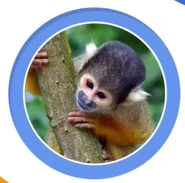 Guianan Squirrel Monkey | NatureRules1 Wiki | Fandom