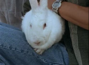 Domestic Rabbit | NatureRules1 Wiki | Fandom