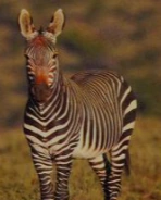 Mountain Zebra | NatureRules1 Wiki | Fandom