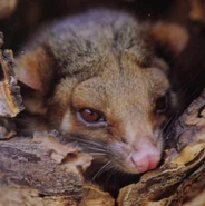 Common Ringtail Possum | NatureRules1 Wiki | Fandom