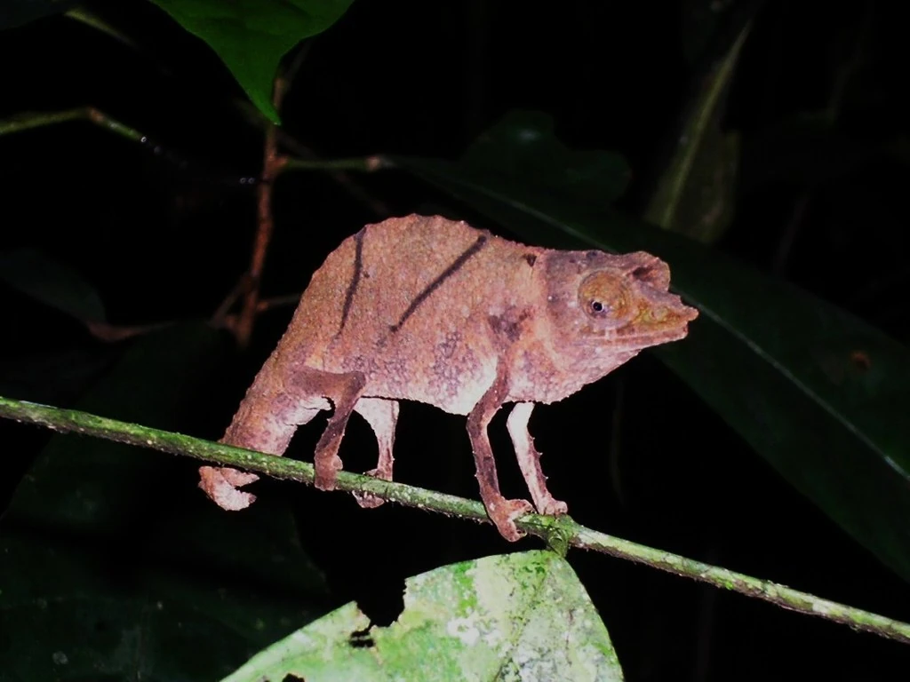 Spectral Pygmy Chameleon | NatureRules1 Wiki | Fandom