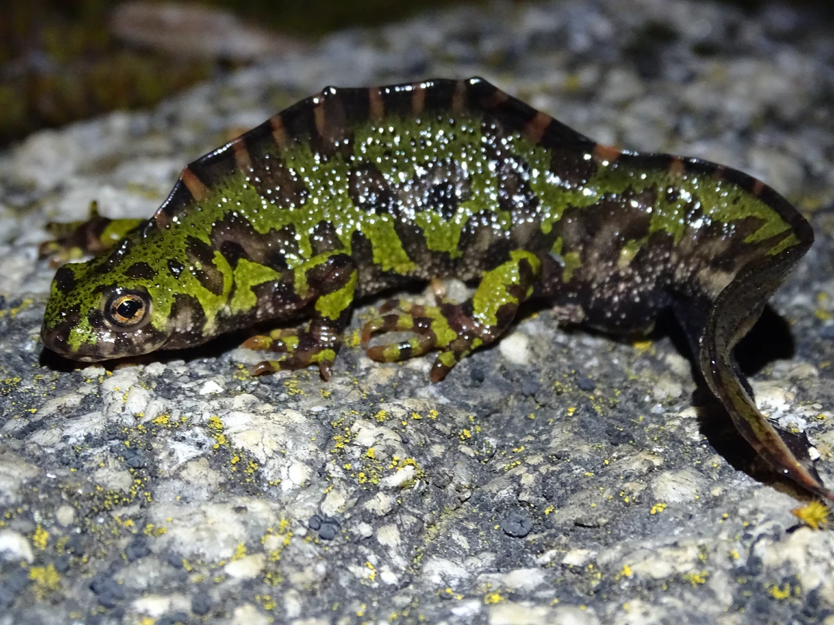 Marbled Newt | NatureRules1 Wiki | Fandom