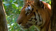 Bengal Tiger | NatureRules1 Wiki | Fandom