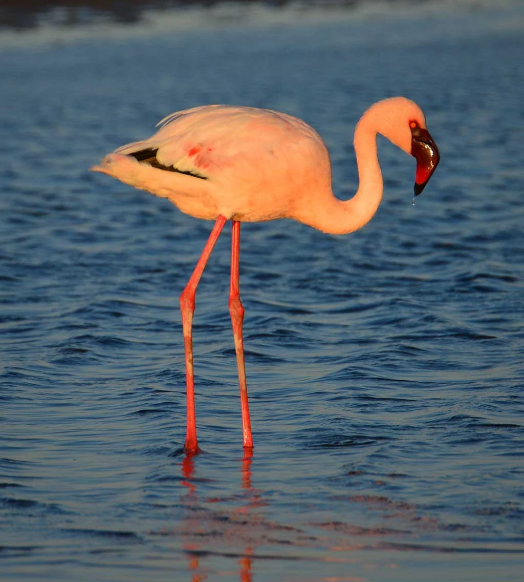 Lesser Flamingo