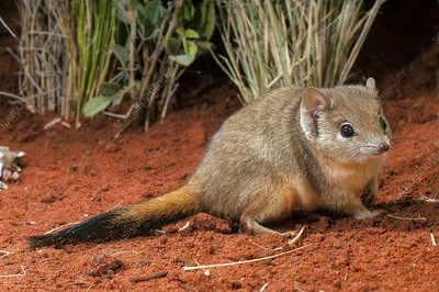 Brush-tailed Mulgara | NatureRules1 Wiki | Fandom
