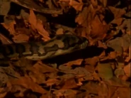 Indian Python | NatureRules1 Wiki | Fandom