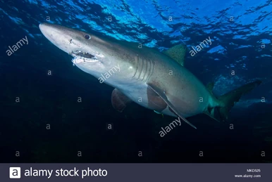 sand devil shark size