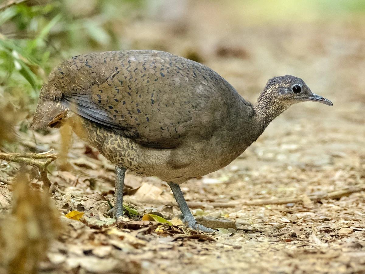 Great Tinamou | NatureRules1 Wiki | Fandom