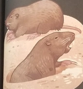 Desert Pocket Gopher | NatureRules1 Wiki | Fandom