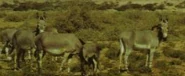 African Wild Ass | NatureRules1 Wiki | Fandom