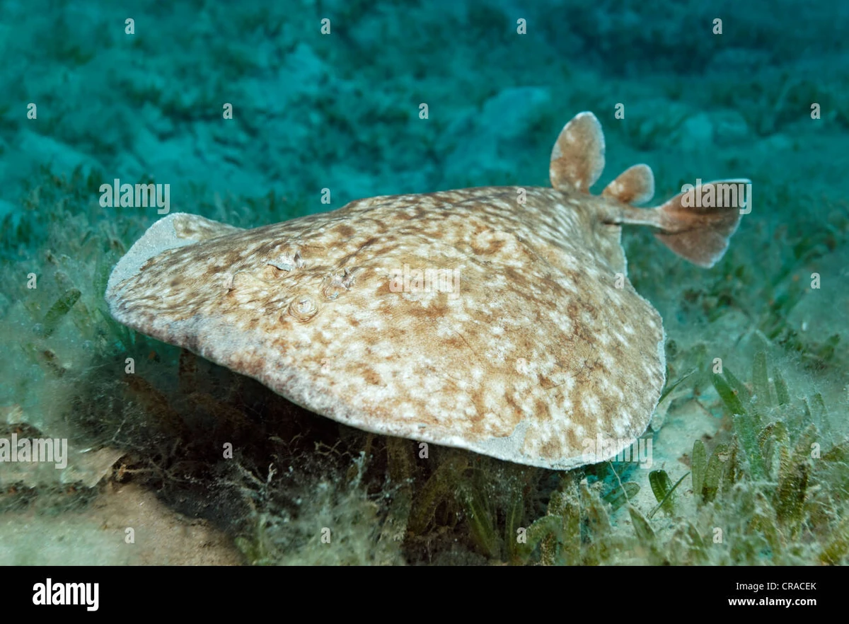 Leopard Torpedo | NatureRules1 Wiki | Fandom