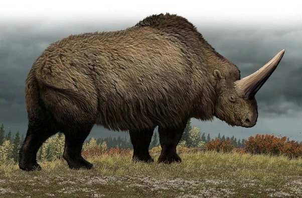 Elasmotherium | NatureRules1 Wiki | Fandom