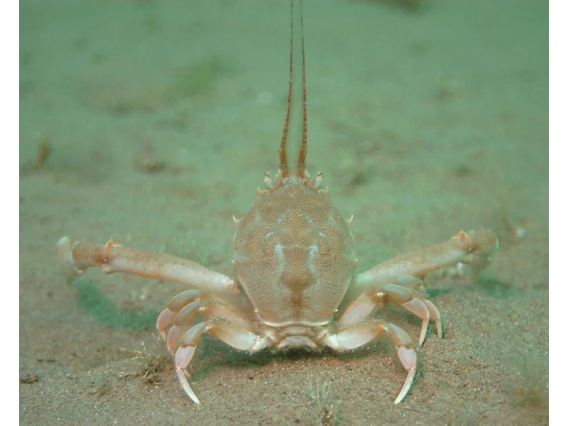 Masked Crab | NatureRules1 Wiki | Fandom