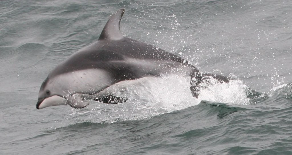 Pacific White-sided Dolphin | NatureRules1 Wiki | Fandom