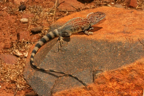 Ring-Tailed Dragon | NatureRules1 Wiki | Fandom
