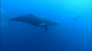 Humpback Whale | NatureRules1 Wiki | Fandom