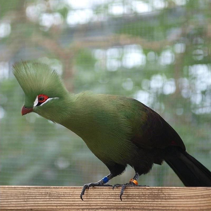 Guinea Turaco | NatureRules1 Wiki | Fandom