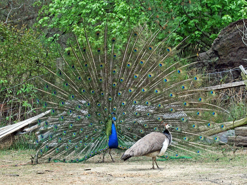 Indian Peafowl | NatureRules1 Wiki | Fandom