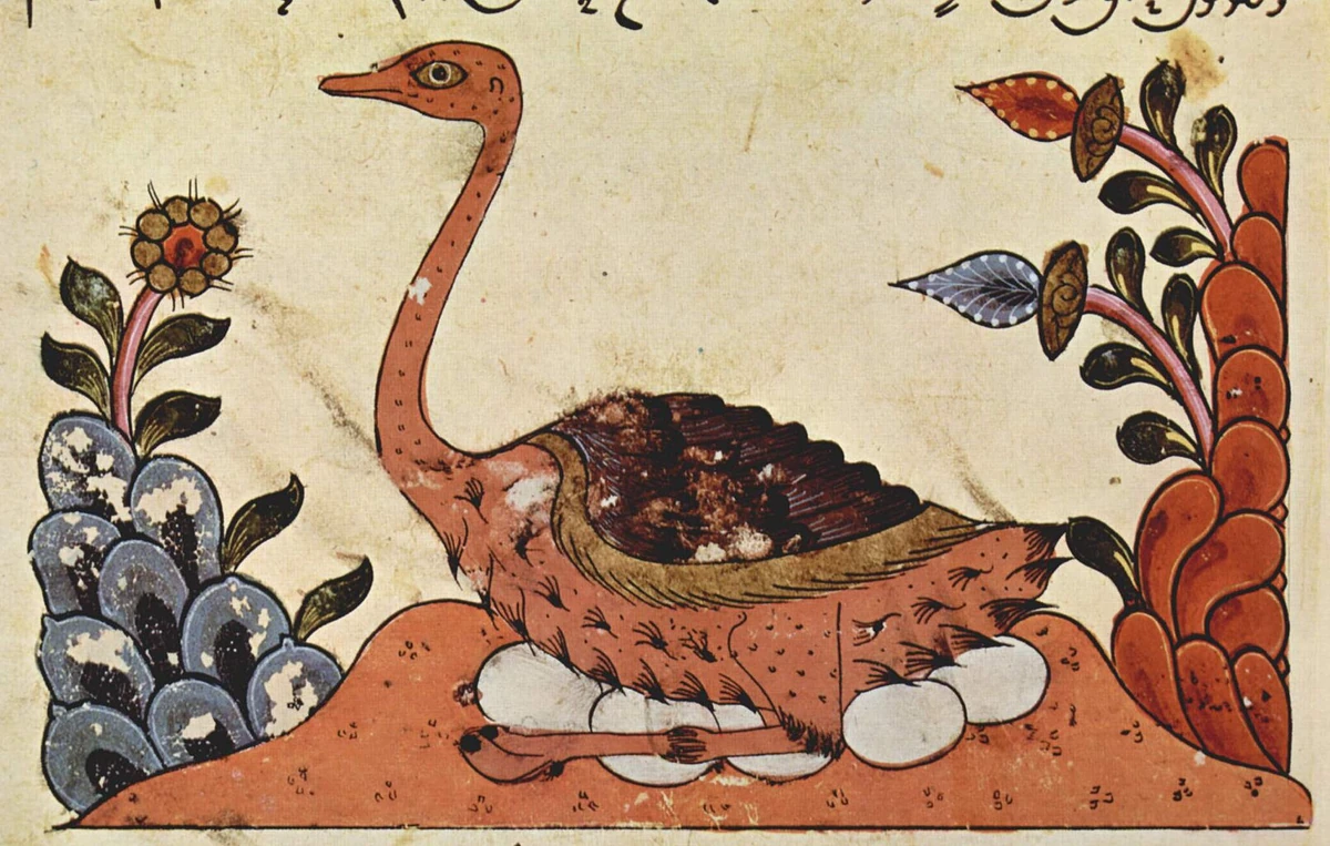 Arabian Ostrich | NatureRules1 Wiki | Fandom
