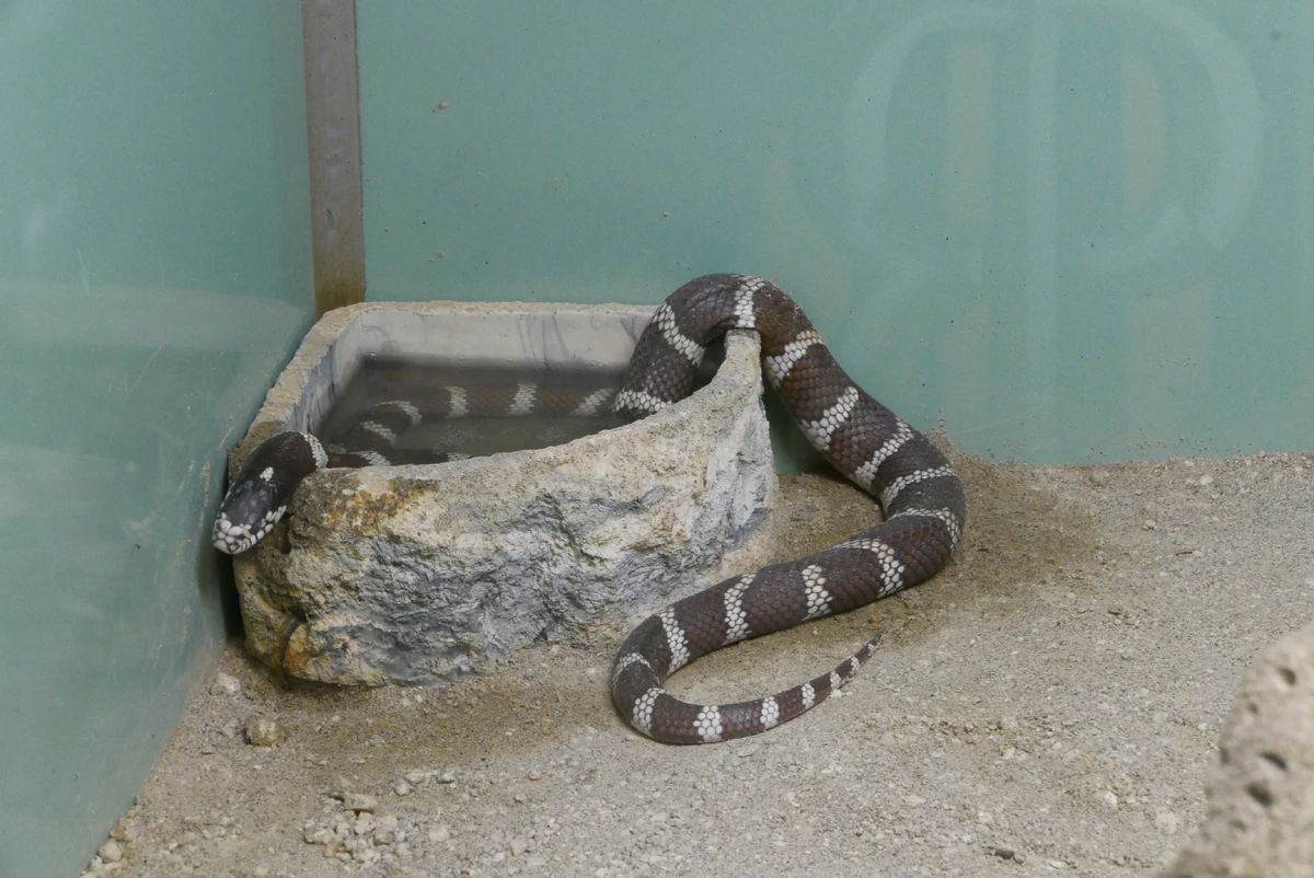 Common Kingsnake | NatureRules1 Wiki | Fandom