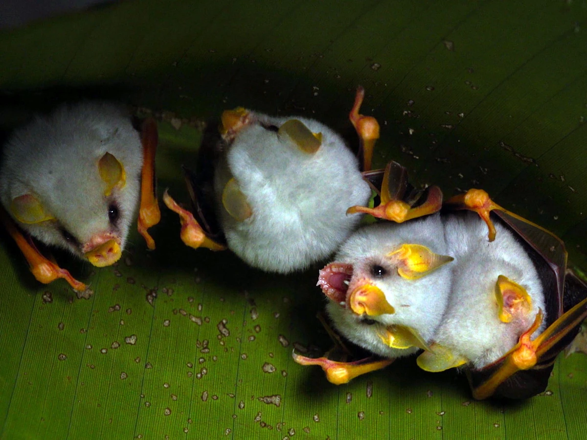 Honduran White Bat | NatureRules1 Wiki | Fandom