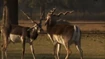Disney's Animal Kingdom | NatureRules1 Wiki | Fandom